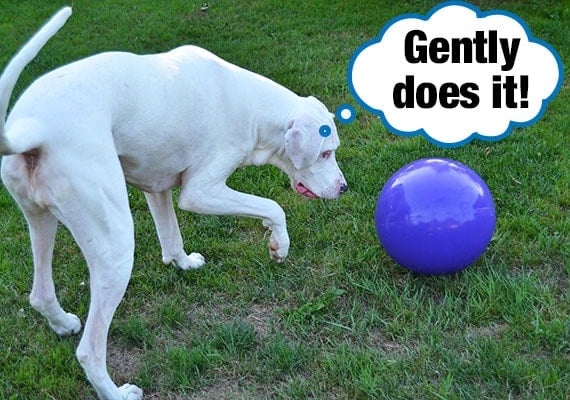 3 Best Herding Balls For Pushing Around (11+ Tested) | Canine Journal