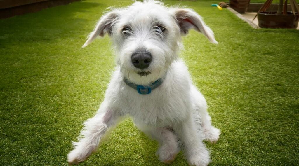 Jackapoo Breed Information: Facts, Traits, Pictures & More - Canine Journal