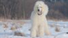 Poodle Lifespan: How Long Do Poodles Live? - Canine Journal
