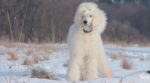 Poodle Lifespan: How Long Do Poodles Live? - Canine Journal