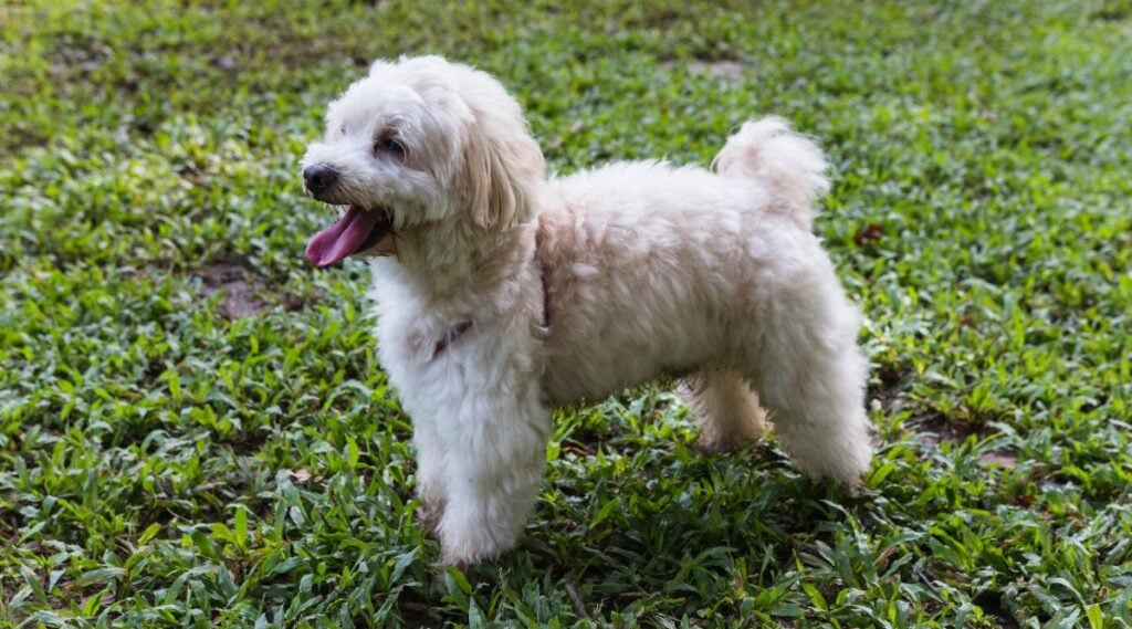 Maltese Shih Tzu Mix: Facts, Traits, & More - Canine Journal