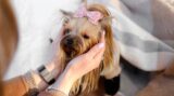 10 Yorkie Health Issues Every Owner Should Know Before It's Too Late ...