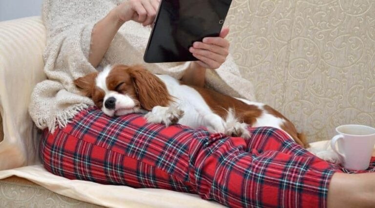 Cavalier King Charles Spaniel Lifespan: How Long Do Cavaliers Live?