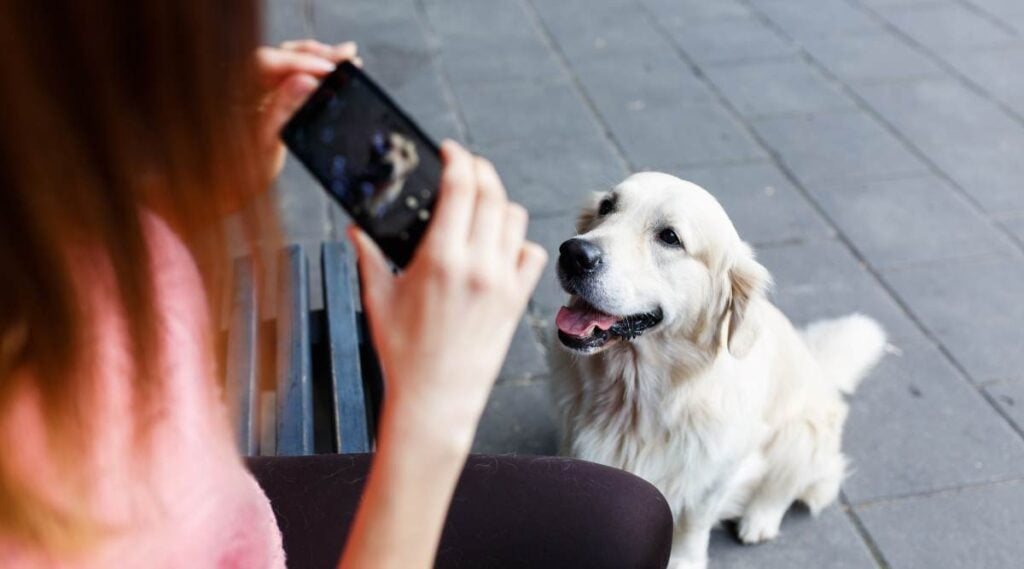 New Study: Most Popular Dog Breeds On TikTok & Instagram - Canine Journal