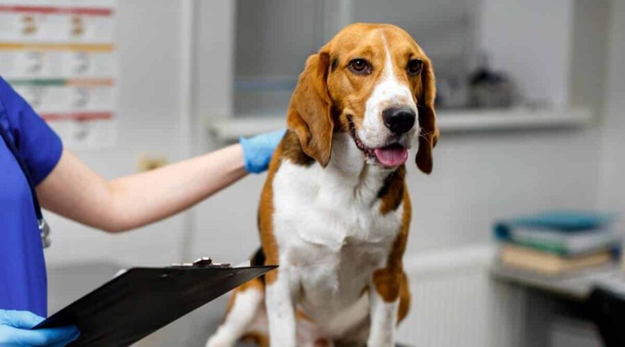 Beagle Growth Chart: Male And Female Weight & Height | Canine Journal
