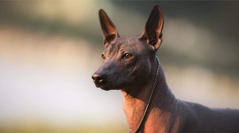 13 Mexican Dog Breeds & Other Popular Pups In Mexico - Canine Journal