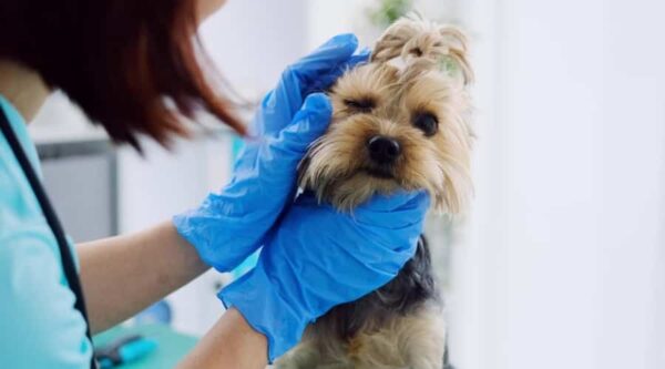 10 Yorkie Health Issues Every Owner Should Know Before It's Too Late ...