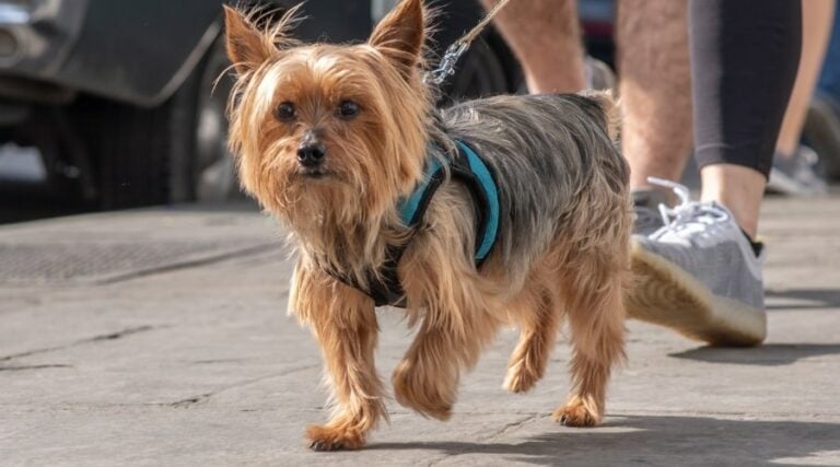 10 Yorkie Health Issues Every Owner Should Know Before It's Too Late ...