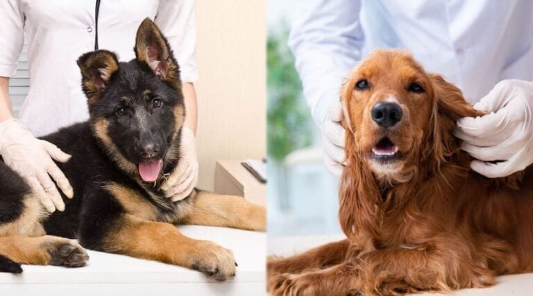Trupanion vs Healthy Paws Pet Insurance: What The Experts Say About ...