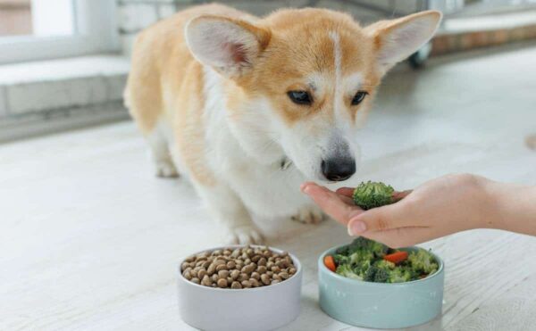 Corgi Feeding Chart: How Much To Feed Your Corgi Puppy - Canine Journal