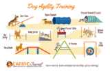 Dog Agility Training: Turn Your Chaos Goblin Into A Backyard Athlete