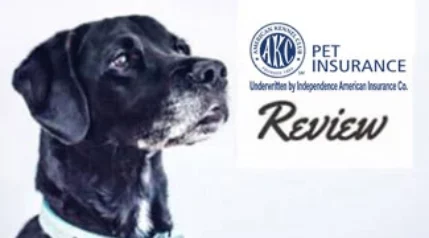 Pet Insurance Archives | Canine Journal