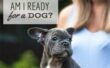 Am I Ready For A Dog? How To Be A Responsible Dog Owner – CanineJournal.com