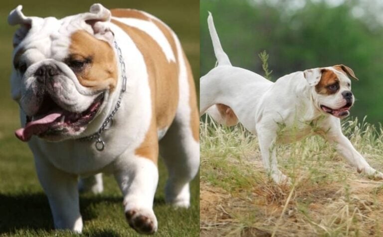 American vs English Bulldog: Similarities & Differences - Canine Journal