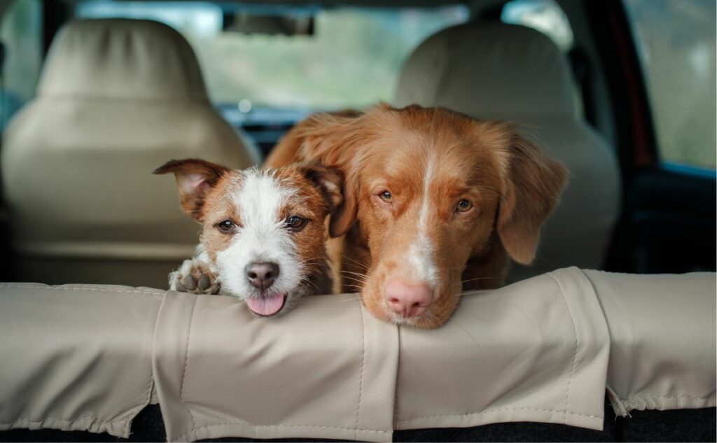 Best Pet Insurance For Labrador Retrievers - Canine Journal