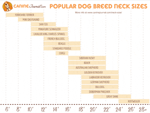 What's Your Dog Breed's Average Neck Size And Weight?