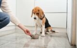 Beagle Feeding Chart: How Much To Feed Your Beagle Puppy - Canine Journal