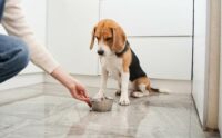 Beagle Feeding Chart: How Much To Feed Your Beagle Puppy - Canine Journal