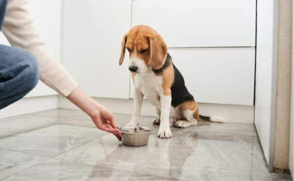 Beagle Feeding Chart: How Much To Feed Your Beagle Puppy - Canine Journal
