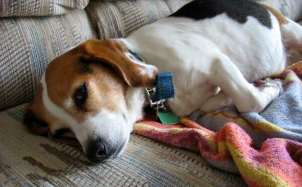 Dog Bloated Stomach Home Remedy: Treatment, Prevention & When To See ...
