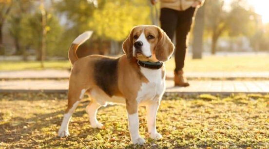 Beagle Dachshund Mix: Doxle Breed Information, Facts & More - Canine ...