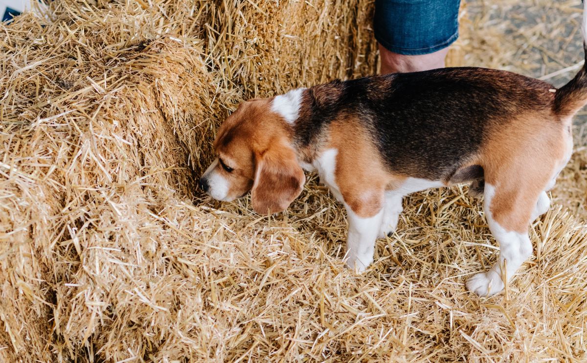 Barn Hunting For Dogs: What Is It & Where To Find A Barn Hunt Event ...