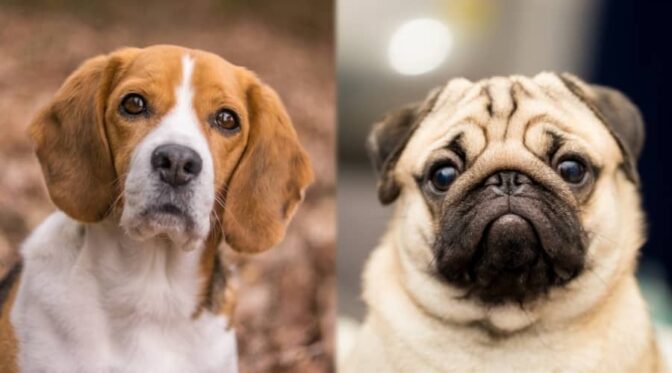 Puggle vs. Chug: Breed Differences & Similarities - Canine Journal
