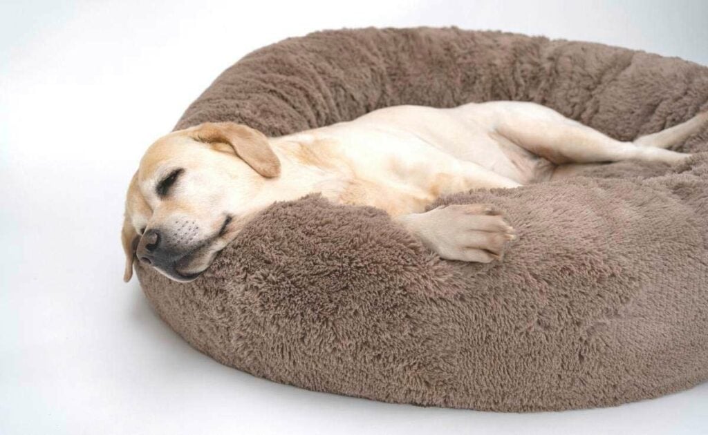 5 Best Anti-Anxiety And Calming Dog Beds To Soothe Your Pup