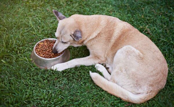 Best Large Breed Dog Food: Puppy, Grain-Free, Senior & More - Canine ...