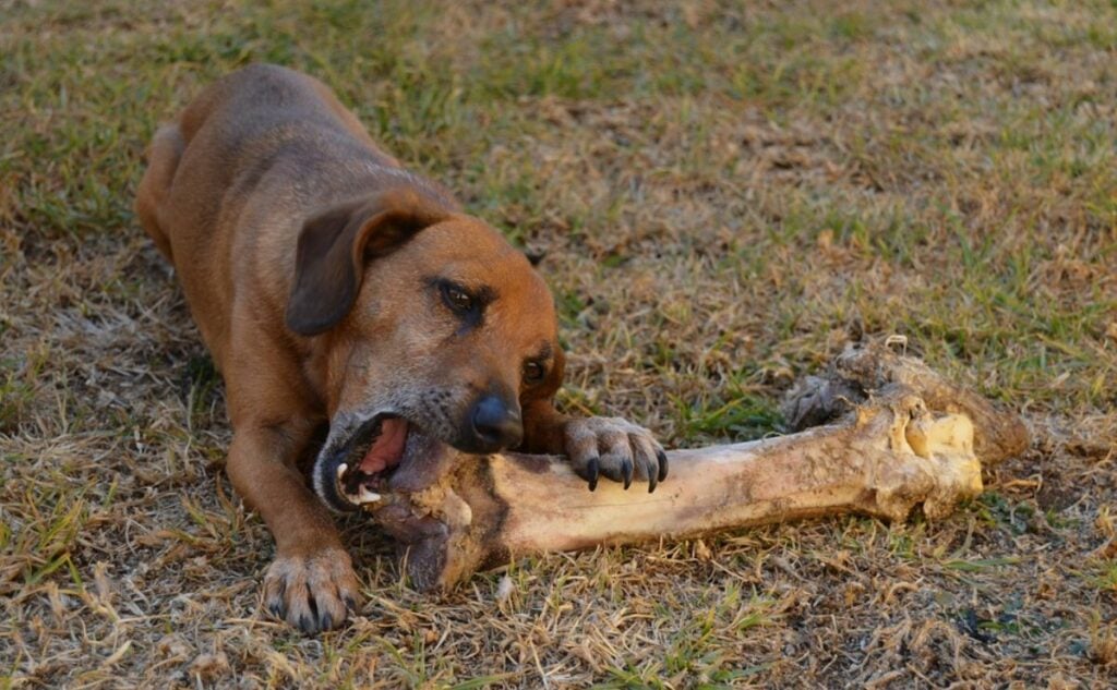 Can Dogs Eat Bones? The Ultimate Guide To What's Safe & What's Not
