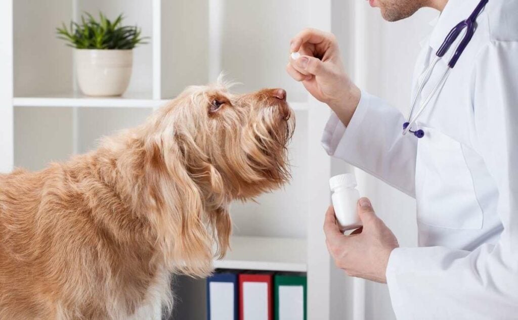 Unvaccinated Dogs: Risks, Realities & The Debate Some Pet Parents Face ...