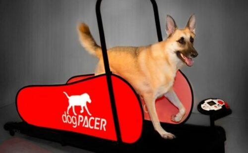 4 Best Dog Treadmills: Motorized, Self-Propelled, Manual, Training Tips ...