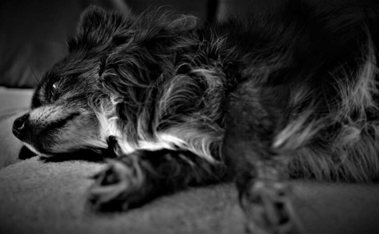 Dog Falling Over And Losing Balance: My Dog Is Acting Drunk And Wobbly ...