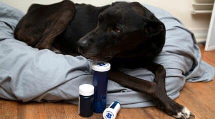 DHPP Vaccine For Dogs: Is It Necessary, How Often & Side Effects