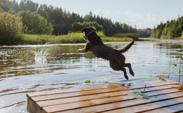 Too Much Of A Good Thing: How Water Intoxication Happens In Dogs