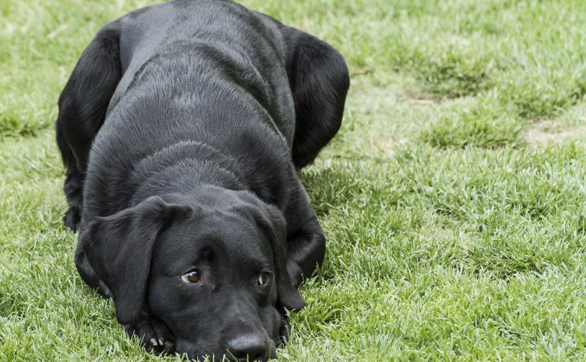 Labrador Retriever: Everyone's Favorite Family Pet | Canine Journal