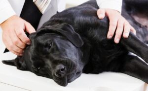 How To Do CPR On A Dog (Step-by-Step, No Time To Waste) - Canine Journal