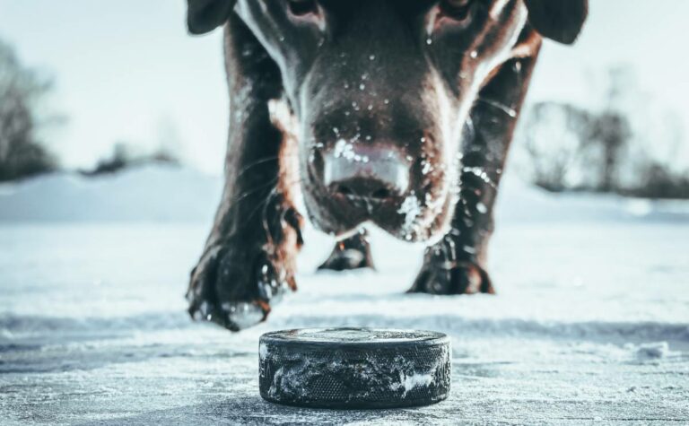 The Inaugural NHL Stanley Pup To Feature Adorable Rescue Dogs - Canine ...