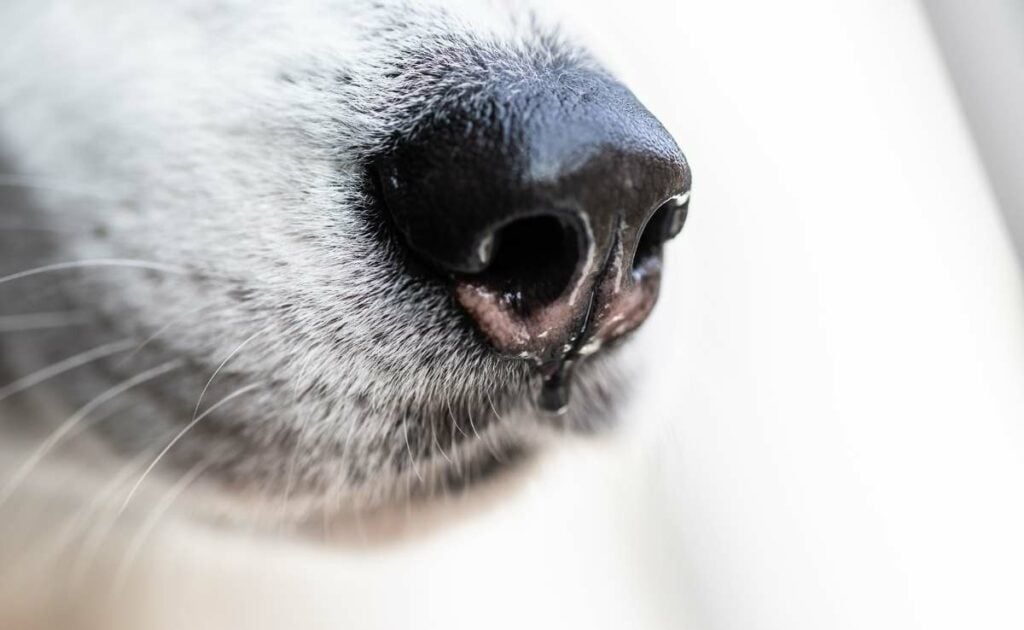 Seborrhea In Dogs: Causes, Diagnosis, Treatment & More - Canine Journal