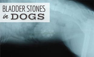 Bladder Stones In Dogs: Causes, Symptoms, Treatment & More ...