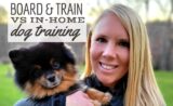 Dog Training Advice: Get Help Turning A Disobedient Dog Into An ...