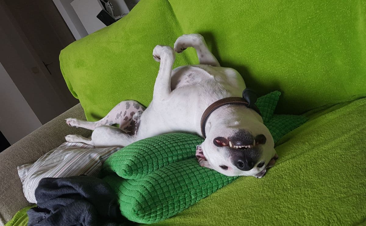 How To Stop Dog Eating Poop - Home Remedies That Feel Like A Miracle ...