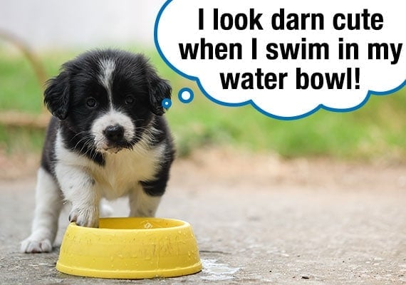 4 Best No-spill Dog Bowls For Sloppy Drinkers (17 Tested) | Canine Journal