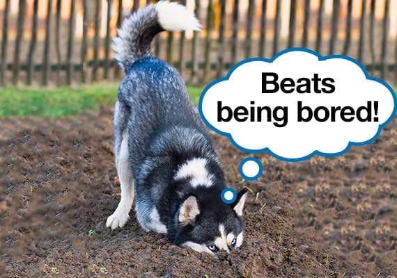 26 Tricks To Stop Your Dog From Digging Up Your Yard | Canine Journal