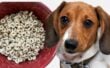 Can Dogs Eat Cheerios? Is This Classic Cereal Safe For Dogs? - Canine ...