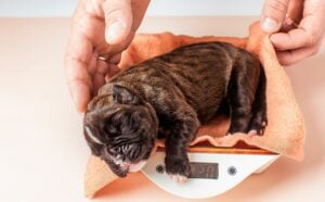 Boxer Growth Chart: Milestones & What To Expect - Canine Journal