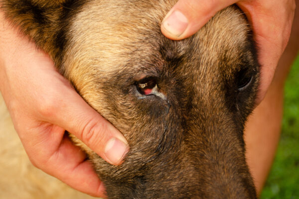 Dog Pink Eye Home Remedy: When Is It Safe To Treat Your Pup's Eye ...