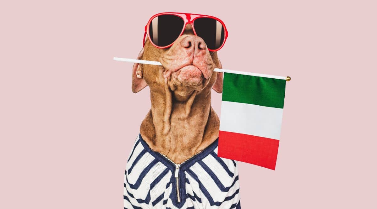 Italian Dog Names: 200+ Classic, Food, Fashion & Art-Inspired Ideas ...