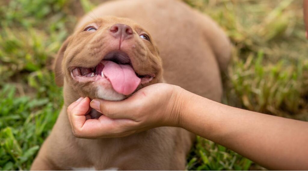 Pitbull Lifespan: How Long Do Pitties Live? - Canine Journal