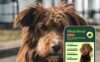Know Your Pet DNA By Ancestry Review & Our Personal Experience